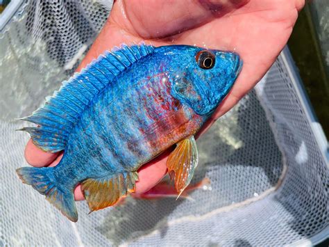 Red Apache Peacock Cichlid Snake River Cichlids