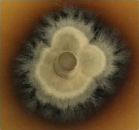 Endophytes Best Notes For Ag