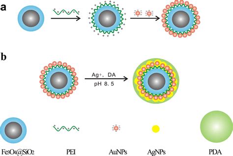 Scheme Of Synthesis Of The Fe 3 O 4 Sio 2 Pei Au Ag Pda Nanocomposite