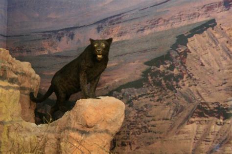 Wildlife Museum Der Erwin Himmelseher Stiftung Nussbaum De