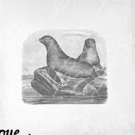 sea mammal etsy