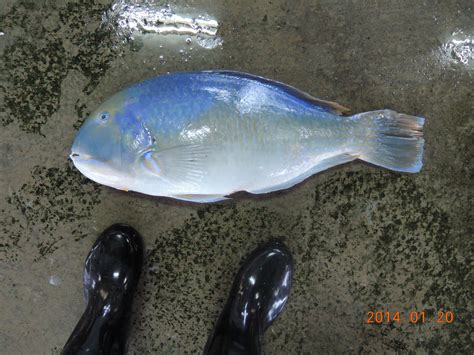 シロクラベラ 2014 04 29 WEB魚図鑑