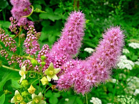 Western Spirea Seeds 1000 Count Spiraea Douglasii Steeple Bush W Jayme Garden