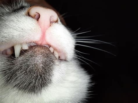 Big Chin And Teef R Teefies