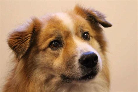 Aslan Fik Halsbetændelse Ugeavisen Dk