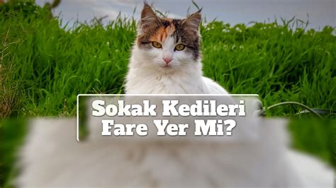 Sokak Kedileri Fare Yer Mi