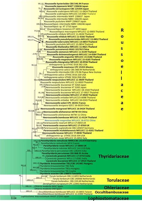Phylogram Generated From Maximum Likelihood Analysis Based On A