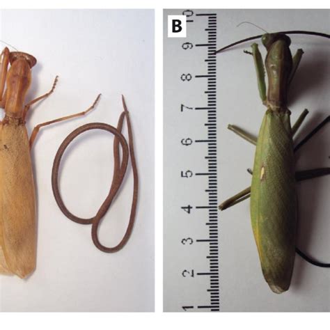 Specimens Of Chordodes With Their Hosts A C Moutoni With Its Host