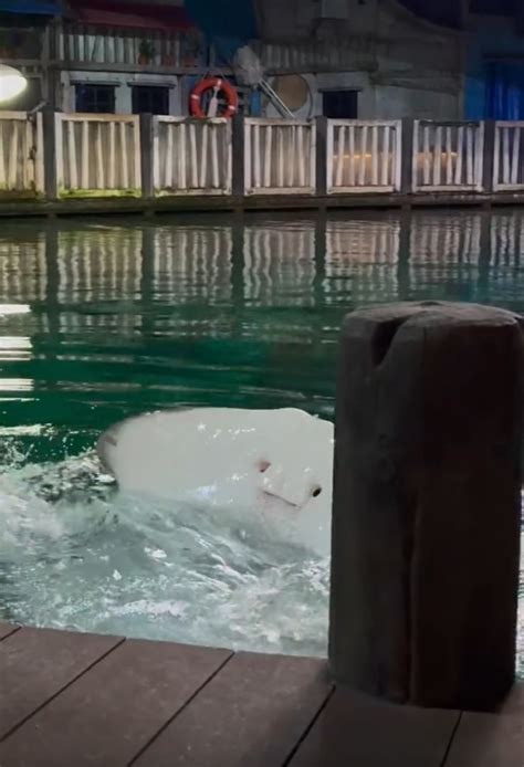 魔鬼魚現身筲箕灣海傍！意外被釣獲網民齊喊可憐「求放生」籲小心毒刺！下場曝光 Uhk 港生活