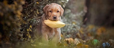 Labrador Retriever Welpen Labrador Club Deutschland E V
