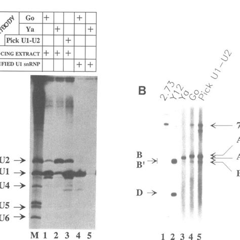 PDF U1U2 SnRNPs Interaction Induced By An RNA Complementary To The 5