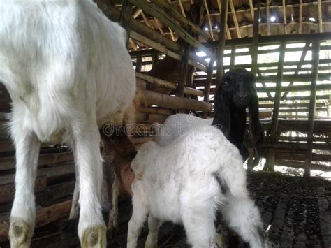 Goats Drink Milk Stock Image Image Of Suckling Affectionate 260614093