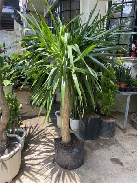 Yucca Tree Unbeleafable