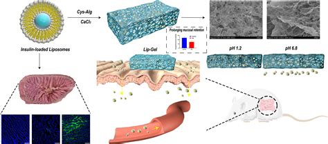 Insulin Loaded Liposomes Packaged In Alginate Hydrogels Promote The Oral Bioavailability Of