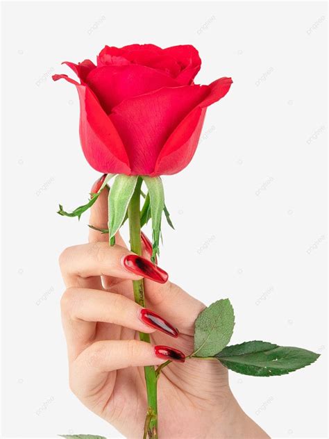 女神節手持紅玫瑰 女神節 節日 紅玫瑰png去背圖片素材免費下載，免摳圖設計圖案下載 Pngtree