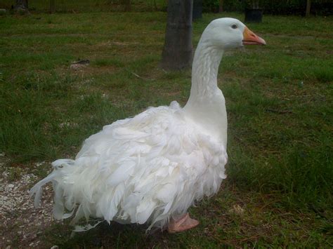 Sebastapol Goose Curly Feathers Sebastopol Geese Geese Breeds