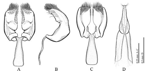 Genitalia Of Urophorus Anophorus Cordiformis New Species A C Male