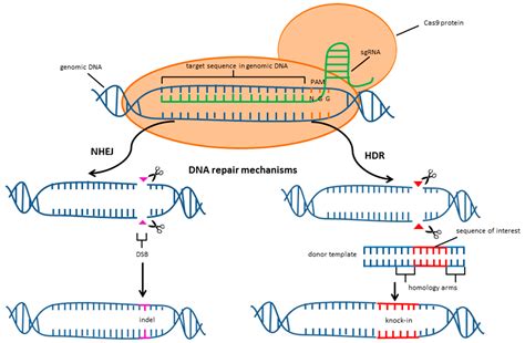 Ijms Free Full Text Crisprcas9 Technology As An Emerging Tool For