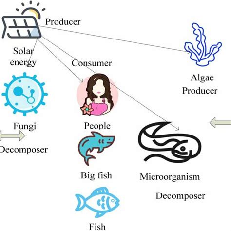 Structure Of Ecosystem Download Scientific Diagram