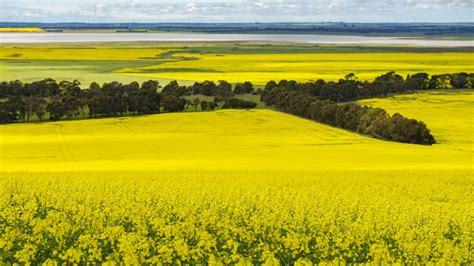Australian Exports Rural Commodity Prices Performing Strong Against