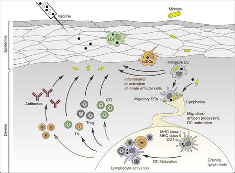 Designing Vaccines Based On Biology Of Human Dendritic Cell Subsets