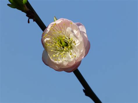 P Flickr