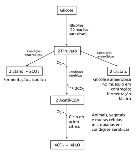 Esquema Simplificado Das Três Possíveis Vias Metabólicas Do Piruvato