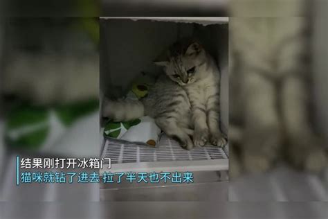 主人打开冰箱瞬间，猫咪就钻进去“避暑”：小手冻冰凉也拉不出来避暑猫咪冰箱