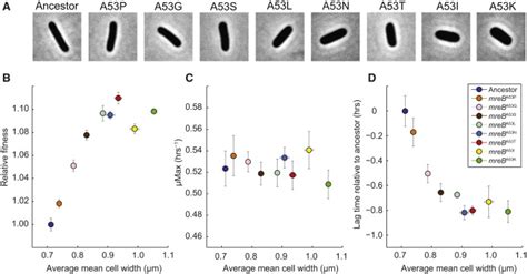 Scaling Between Cell Geometry And Fitness Download Scientific Diagram