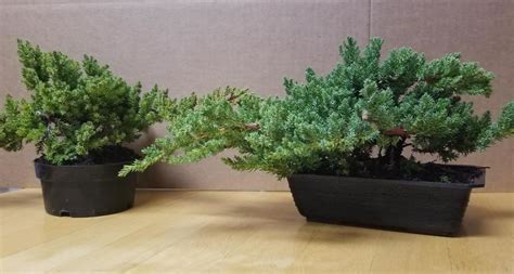 Dwarf Junipers
