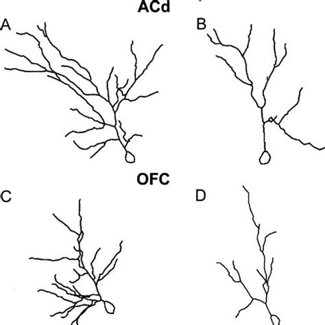 Examples Of 3d Reconstructed Apical Dendrites From Pyramidal Neurons Of Download Scientific