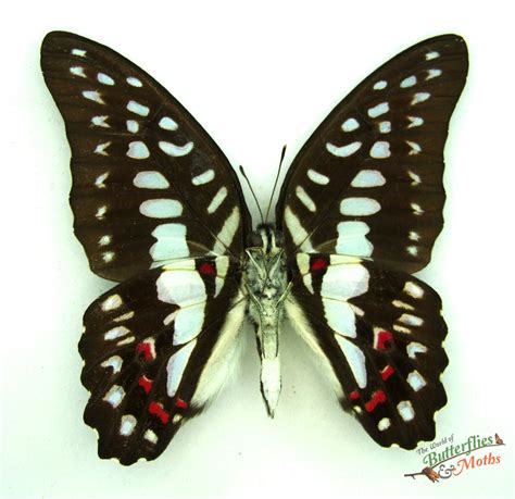 Wholesale Graphium Eurypylus Pamphylus Indonesia World Of Butterflies And Moths