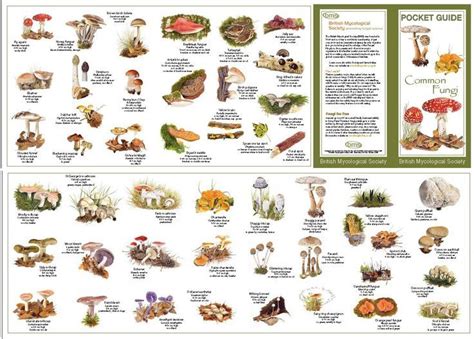 Mushroom Identification Chart