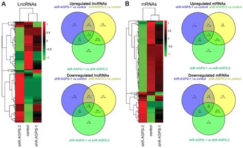 distribution of differentially expressed lncrnas and mrnas identified