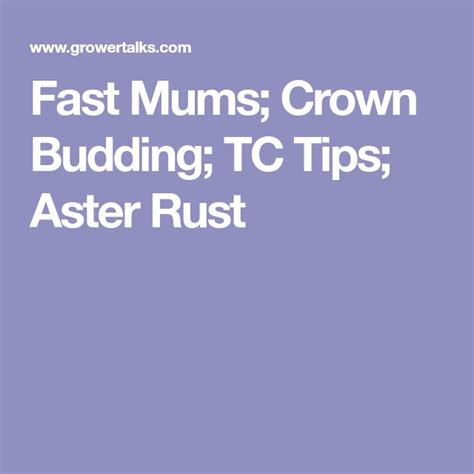 Fast Mums Crown Budding Tc Tips Aster Rust Tips Info Aster