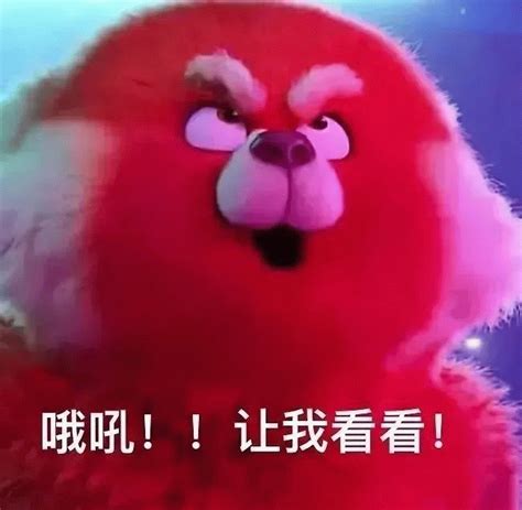 《青春变形记》红熊猫 红熊猫开心激动的说，哦吼！！让我看看！表情包图片动图 求表情网 斗图从此不求人