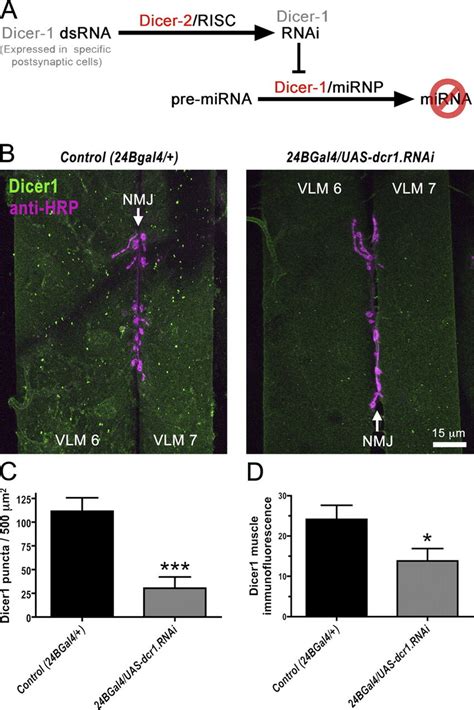 Tissue Specific Knockdown Of Dicer 1 By Tissue Specific Expression Of