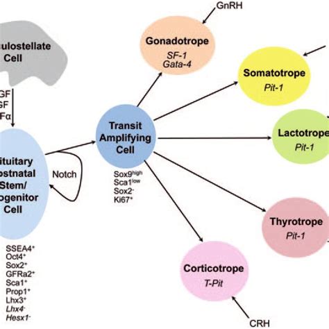 3 Lactotrope Signaling Pathways Central To Pituitary Cell Download