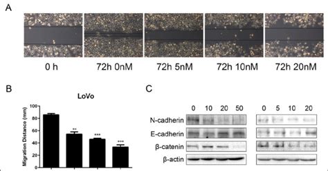 Bufalin Inhibits Lovo And Sw620 Cell Migration A B Cells Were