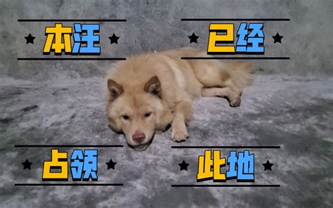 Bilibili