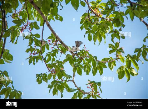 Natural Background With Sparrow Sitting On Branches In The Spring May