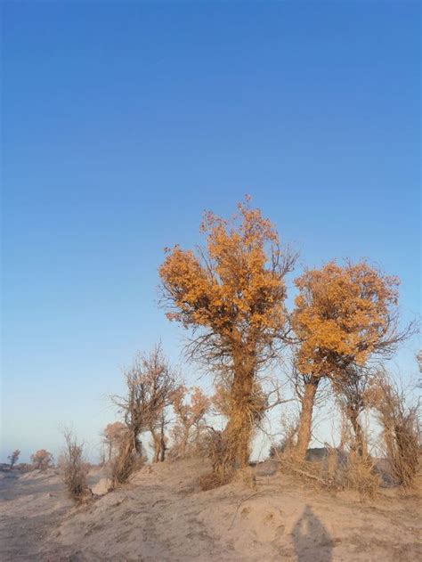 且末塔里木沙漠公路游玩攻略简介且末塔里木沙漠公路门票地址图片开放时间照片门票价格【携程攻略】