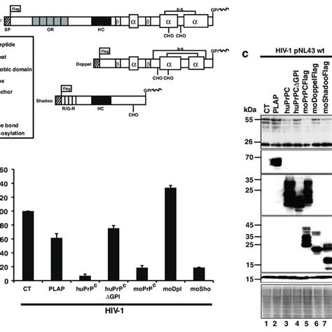 Prp C Is Expressed In Hiv 1 Target Cells A Western Blotting Analysis