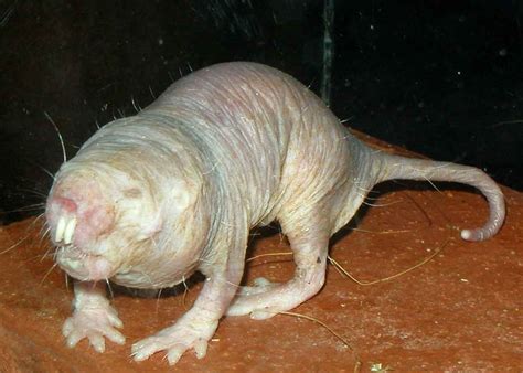 Fotos Del Animal Mas Feo Del Mundo