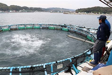 Jf東町 養殖ブリ「鰤王」を核とした成長産業化の取り組み｜マリンバンクマガジン