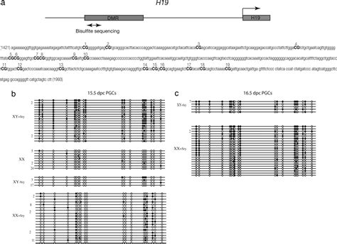 Influence Of Sex Chromosome Constitution On The Genomic Imprinting Of Germ Cells Pnas