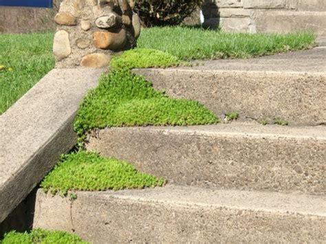 How To Plant And Care For Scotch Moss Hunker