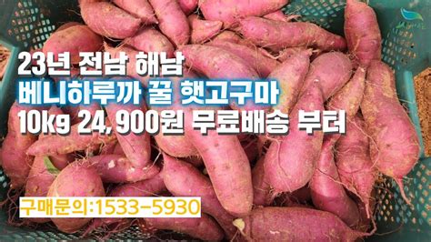 신바람 농산물 협력농가 판매상품 1533 5930 신선마켓com 1월 할인이벤트 전남 해남 꿀고구마 할인판매