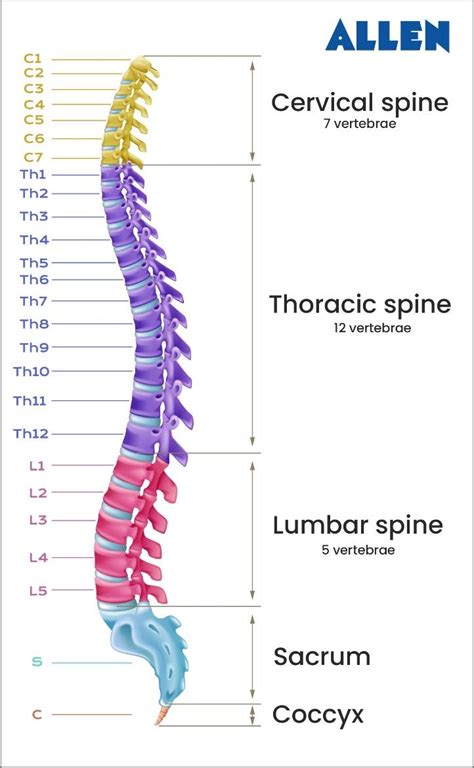 Vertebral Column The Vertebral Column Poster Designed By Kirografiks
