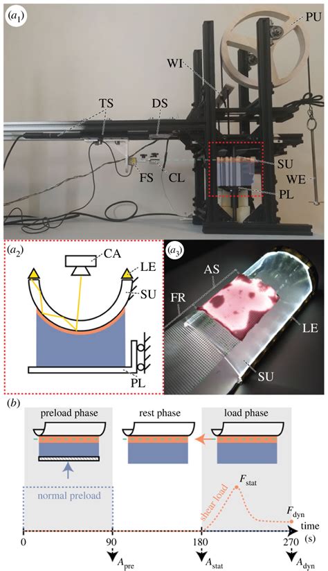 Experimental A Setup And B Protocol To Measure The Contact Area And Download Scientific